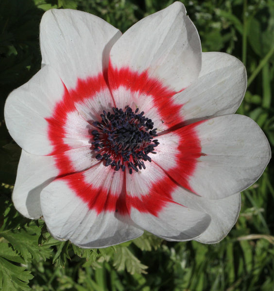 Anemone coronaria BICOLOR - Floriana Bulbose