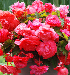 Begonia PENDULA PINK CASCADE - Floriana Bulbose