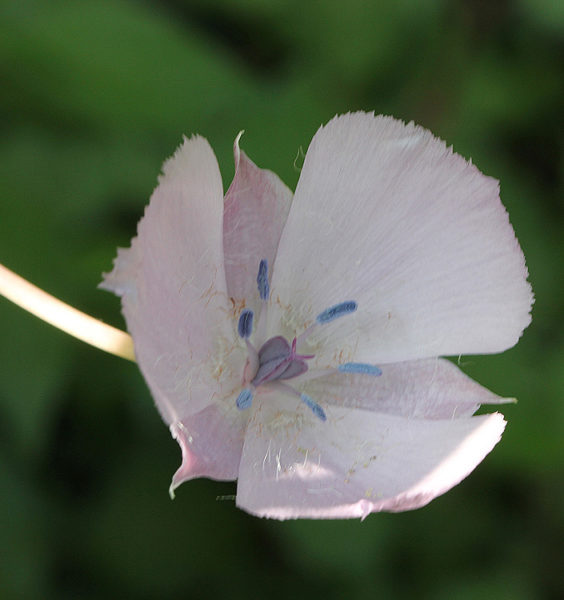 Calochortus CUPIDO - Floriana Bulbose