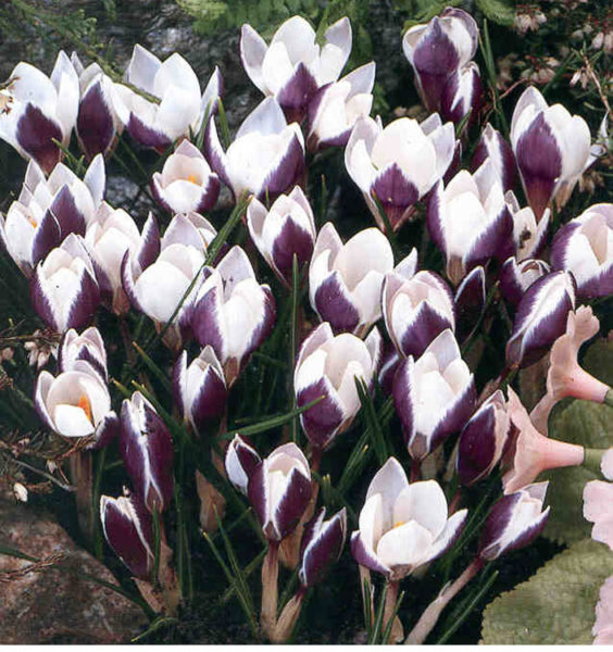 Crocus chrysanthus PRINS CLAUS - Floriana Bulbose