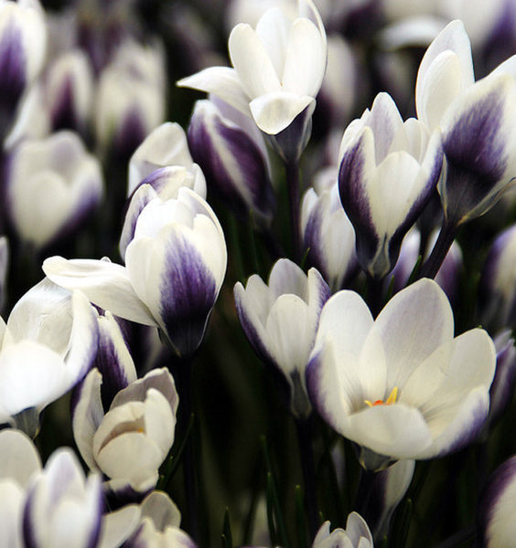 Crocus chrysanthus PRINS CLAUS - Floriana Bulbose