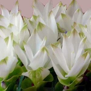 Curcuma Archivi - Floriana Bulbose