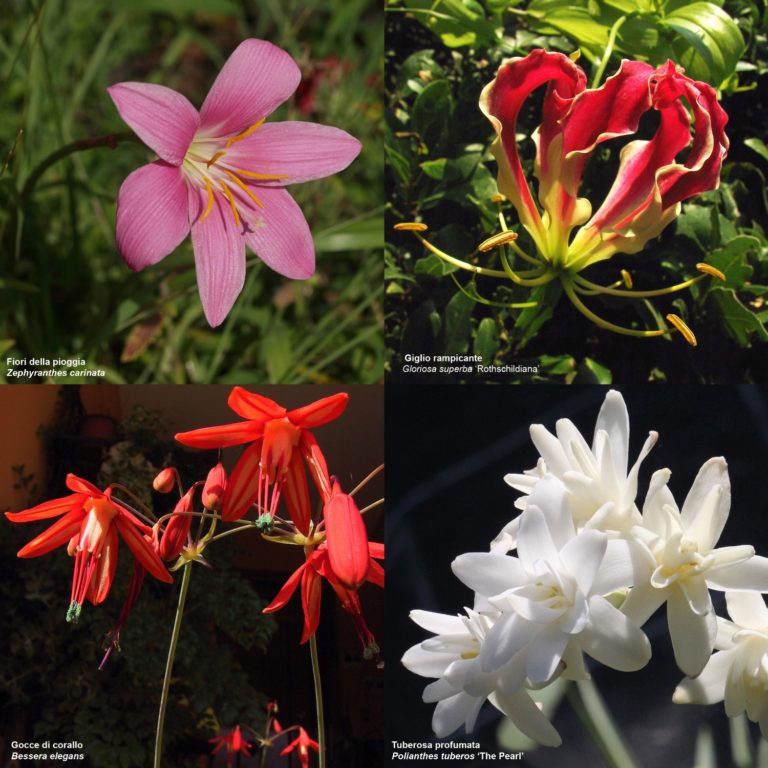 Acquista - Floriana Bulbose