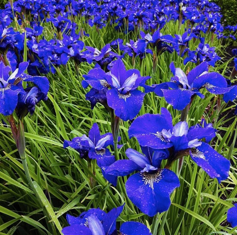 Iris sibirica BLUE BIRD - Floriana Bulbose