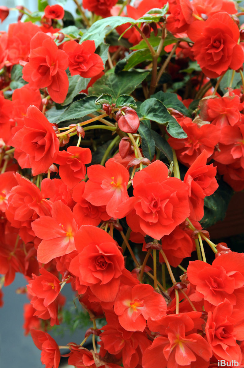 Begonia PENDULA RED CASCADE - Floriana Bulbose