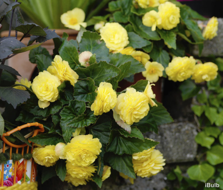 Begonia PENDULA YELLOW CASCADE - Floriana Bulbose