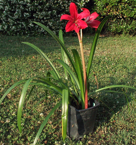 Hippeastrelia cv. - Floriana Bulbose