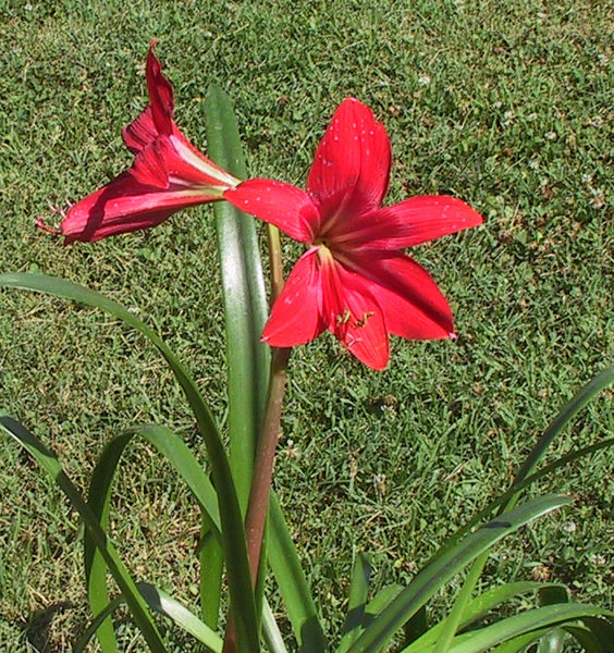 Hippeastrelia cv. - Floriana Bulbose