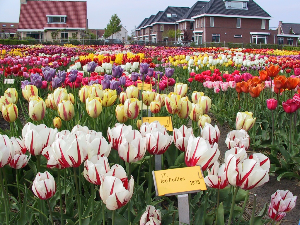 Listino Bulbose rare dal Hortus Bulborum - Floriana Bulbose