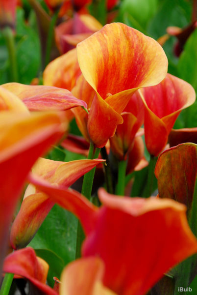 Zantedeschia CAPTAIN TRINITY ® - Floriana Bulbose