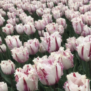 Catalogo 3 TULIPANI Archivi - Floriana Bulbose