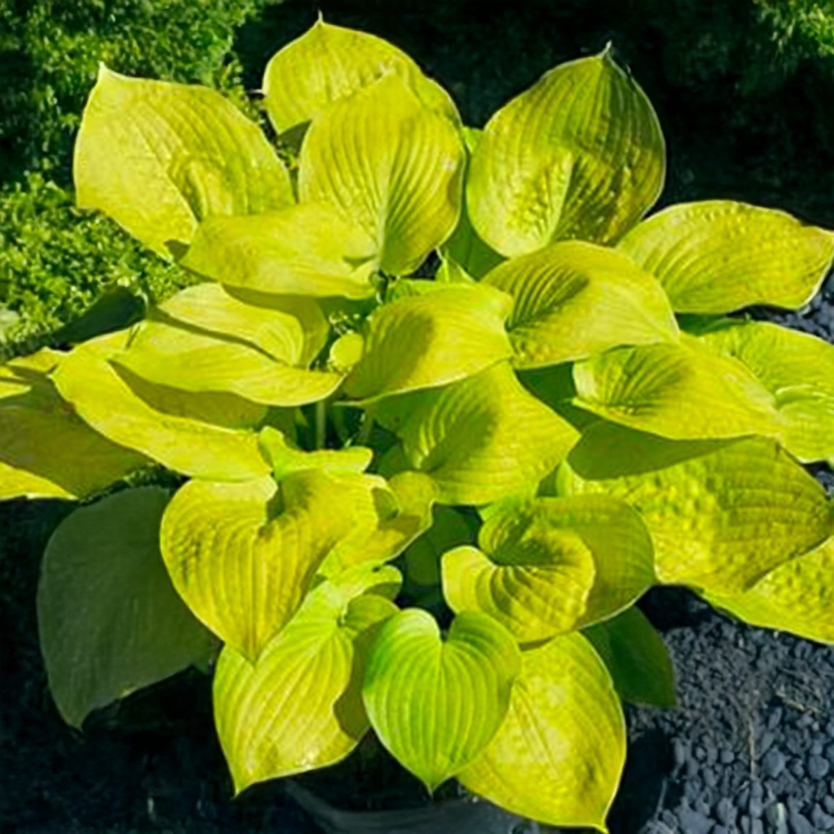 Hosta RAINFOREST SUNRISE - Floriana Bulbose