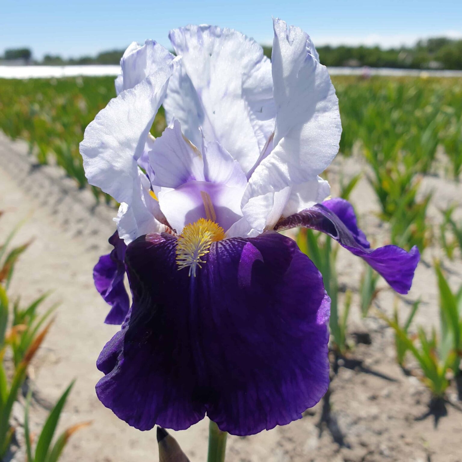 Iris germanica NIGHT EDITION (P) - Floriana Bulbose